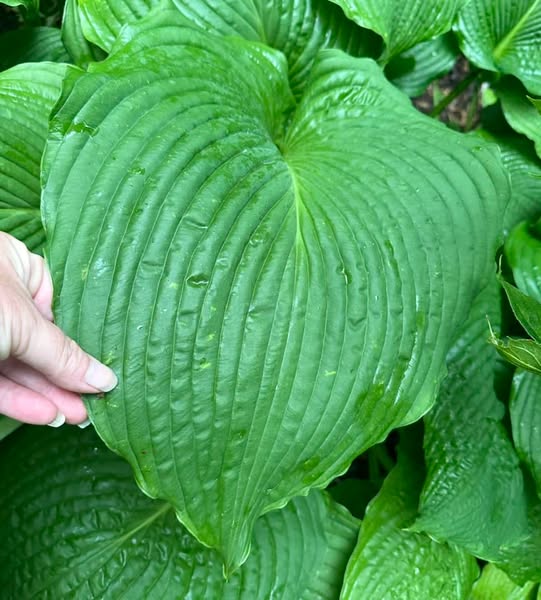 Rosedale Big Bopper OS – Hollywood Bobs