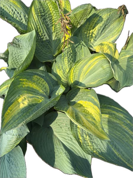 Magic Potion OS – Hollywood Bobs