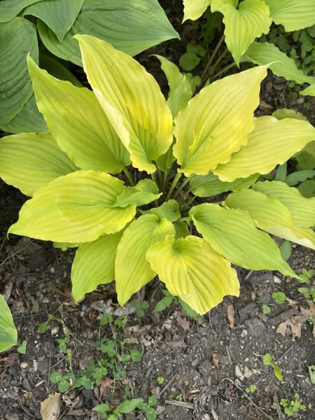 Jim Hawes OS – Hollywood Bobs