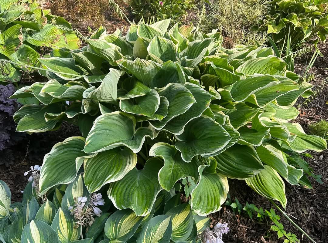 Sagae HWD – Hollywood Bobs