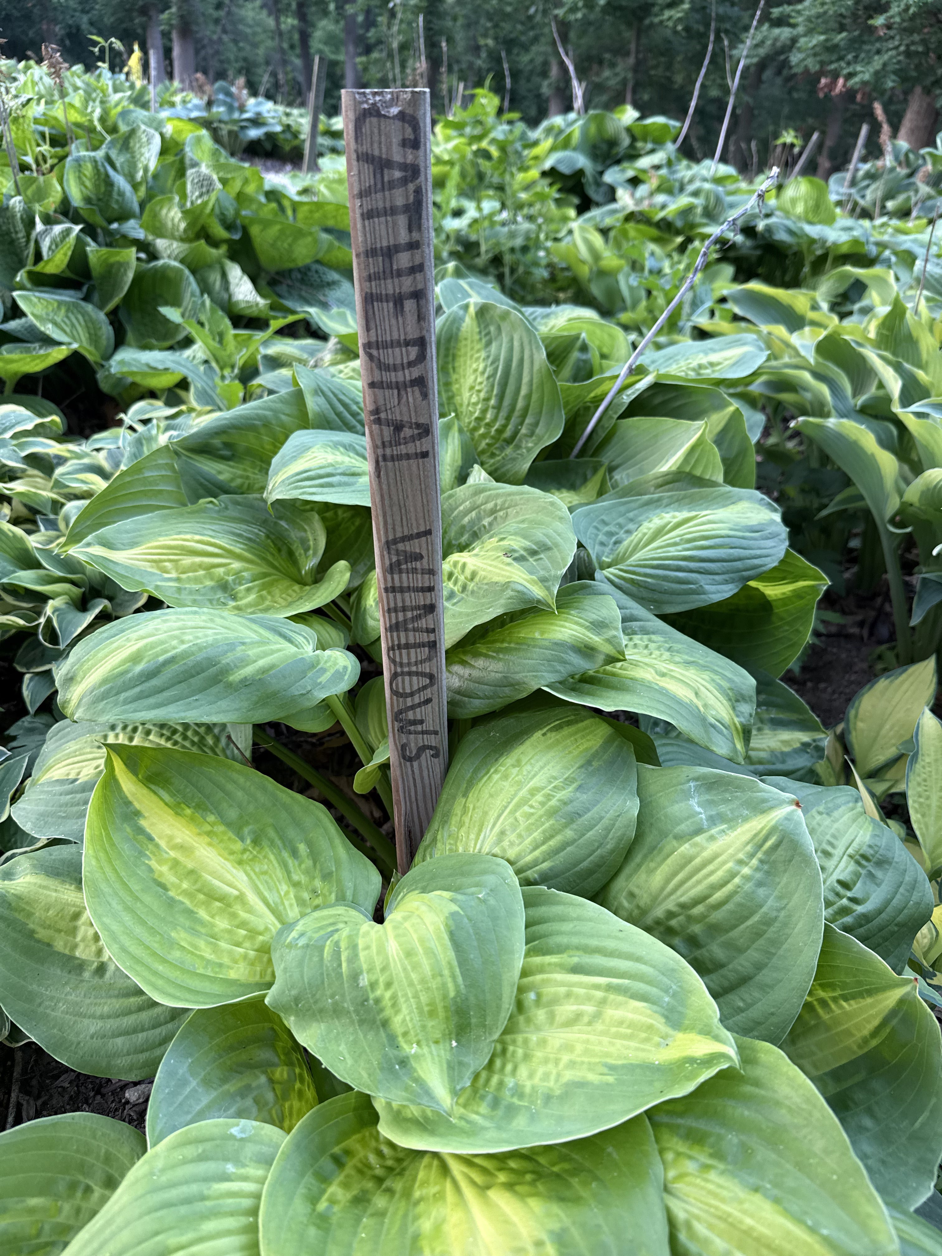 Cathedral Windows GD – Hollywood Bobs